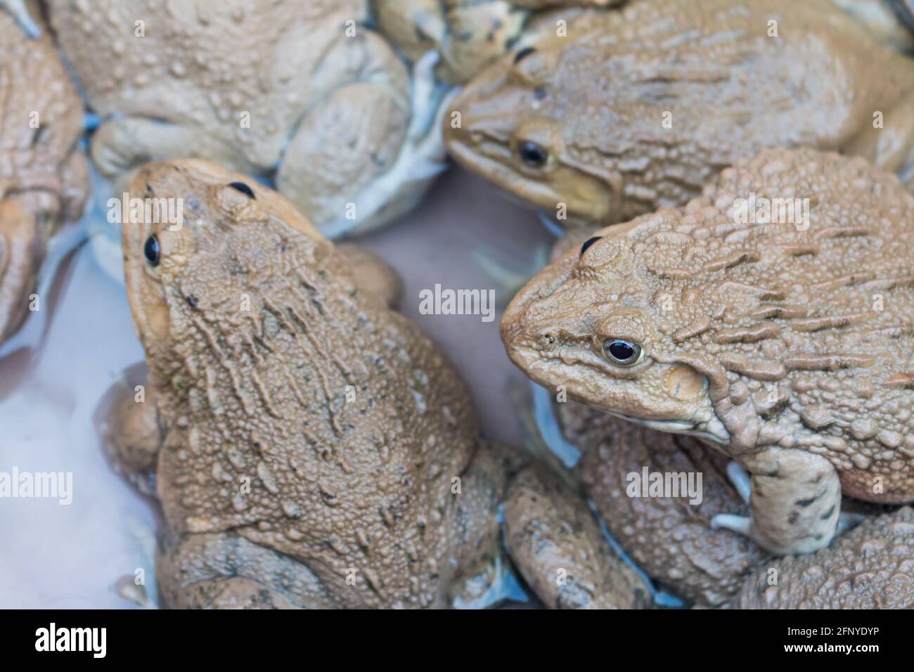 Many frogs in the market background Stock Photo - Alamy