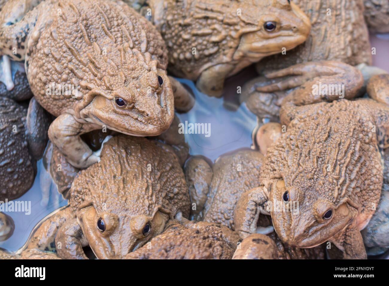 Many frogs in the swamp background Stock Photo - Alamy