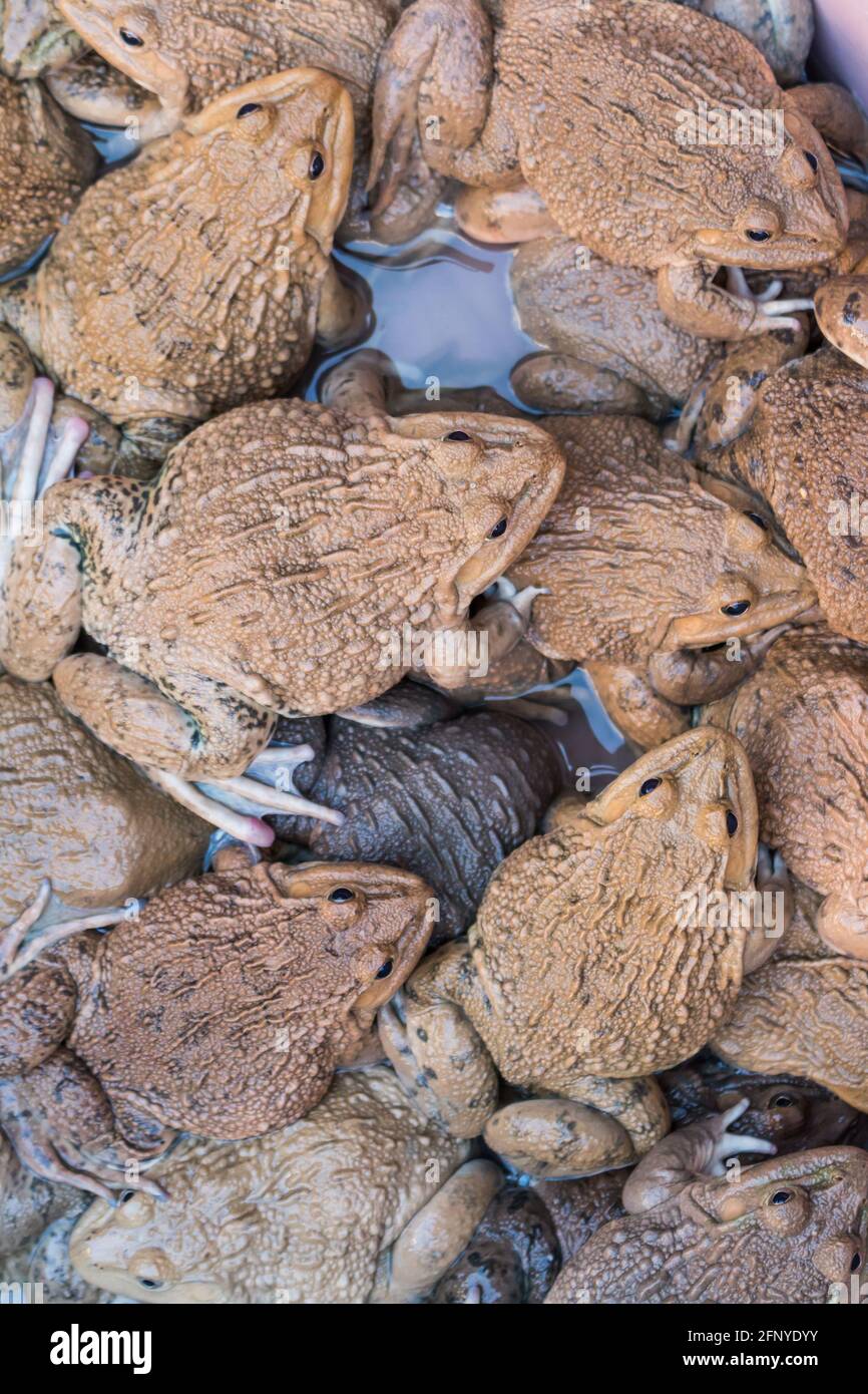 Cute frog jumping white background hi-res stock photography and images ...
