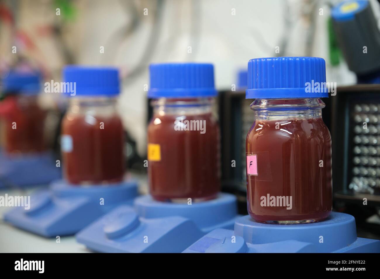 Anaerobic purple and red Photobacteria cultures illuminated with ...