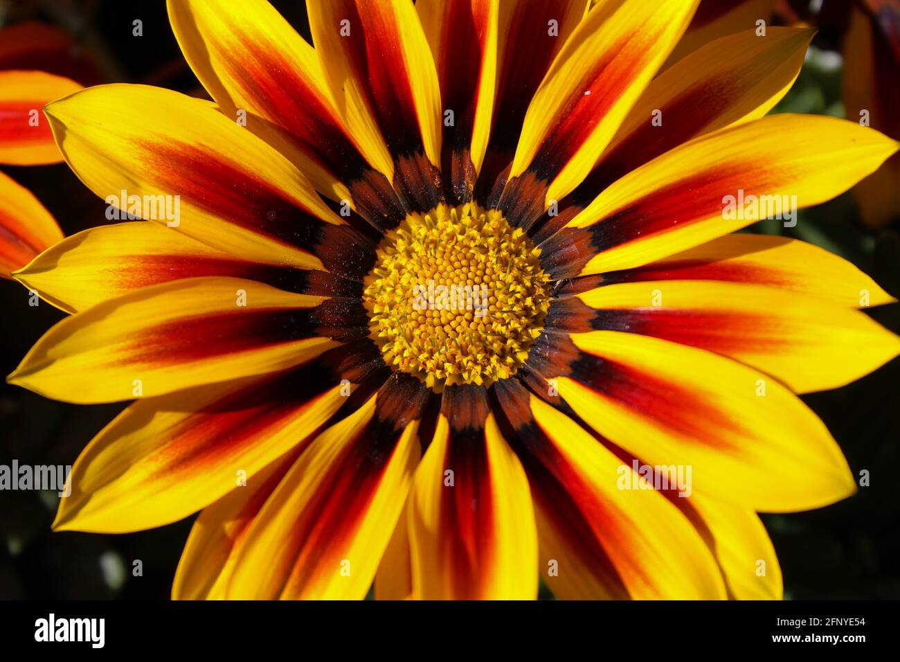 Treasure flower in bloom, native to South Africa Stock Photo - Alamy
