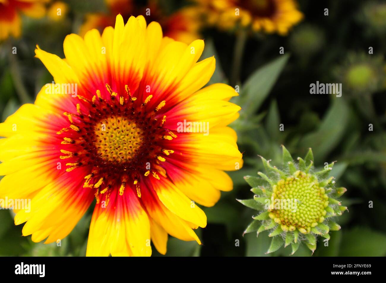 Treasure flower in bloom, native to South Africa Stock Photo - Alamy