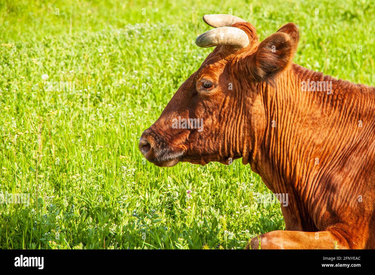 A young brown cow lies on the lush green grass. Side view. Head of ...