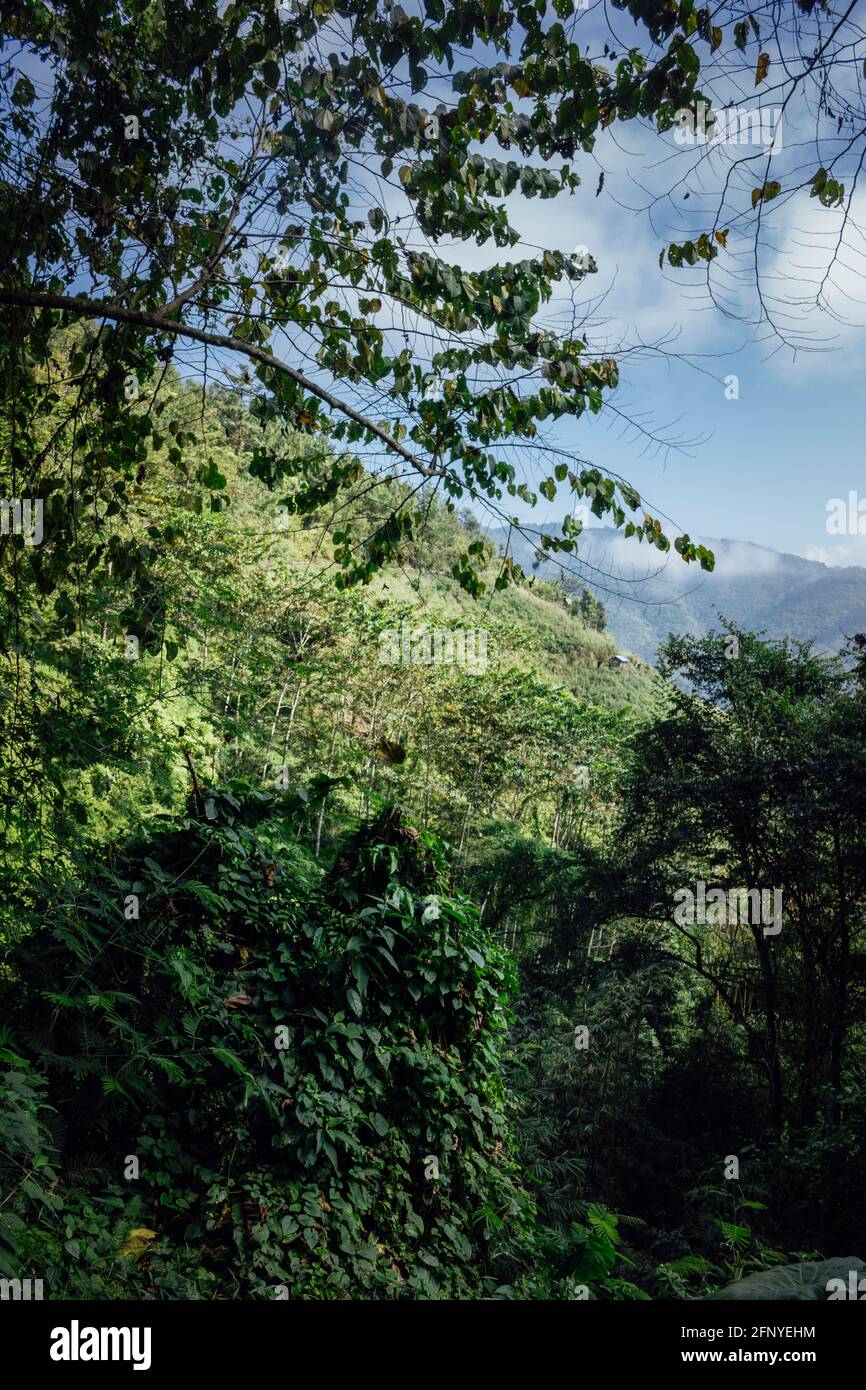 Jhum cultivationa at Sukhai Village, Nagaland, India Stock Photo - Alamy