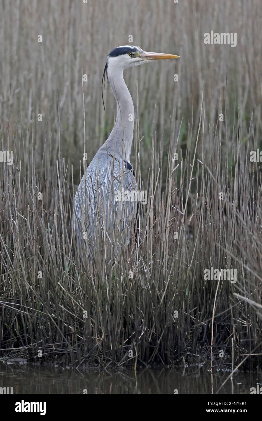 Grey Heron in the reeds at Lodmoor RSPB Reserve Dorset Stock Photo - Alamy