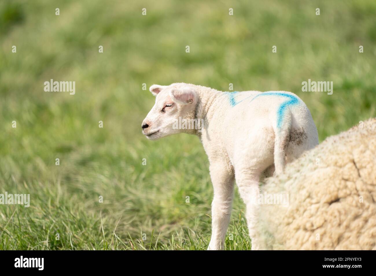 Side view of a lamb hi-res stock photography and images - Alamy