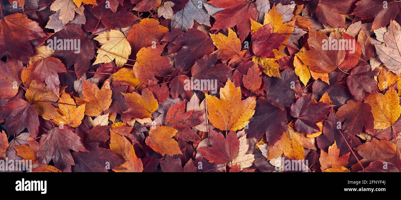 Autumn Twitter Backgrounds