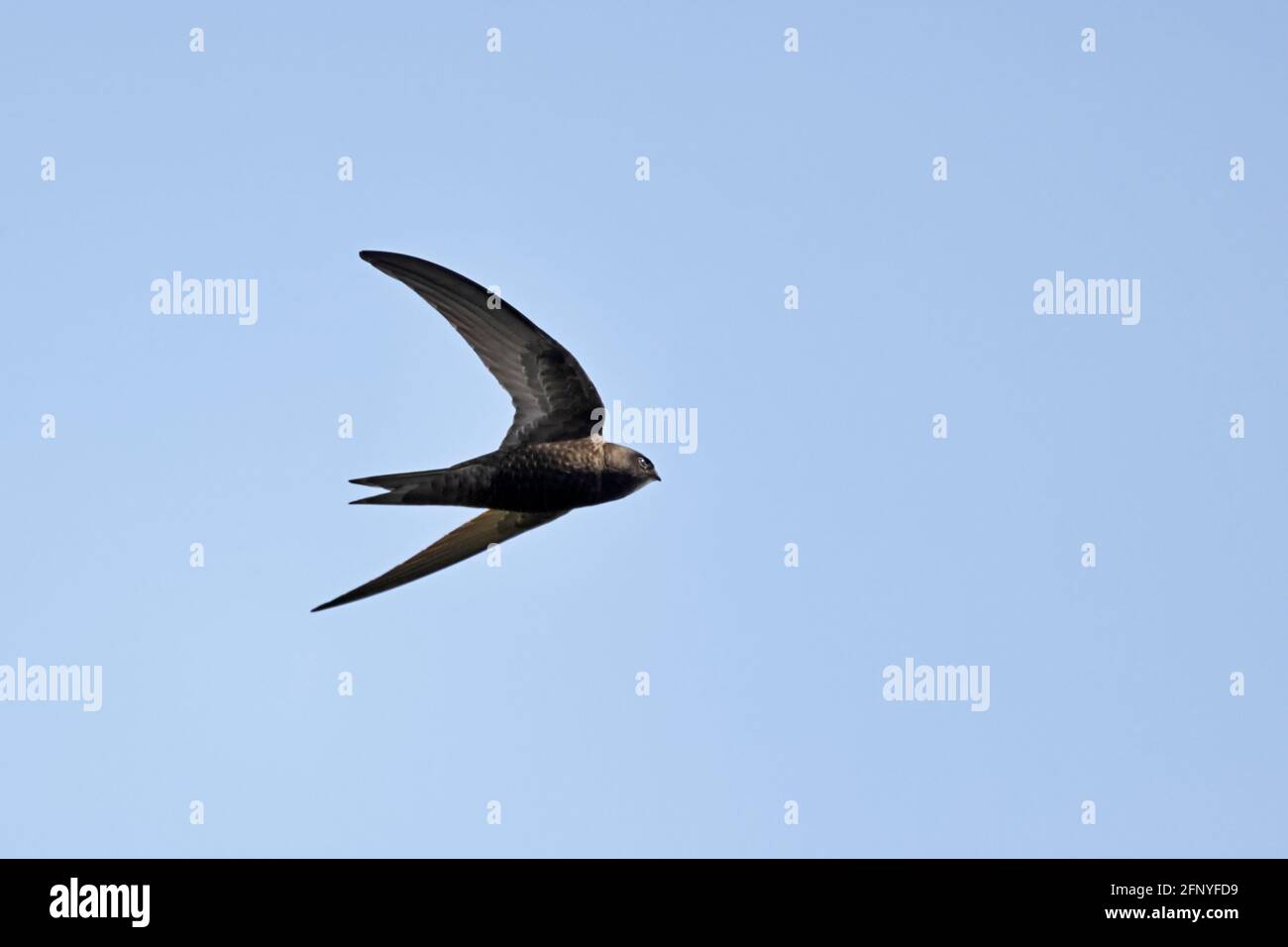 Radipole Rspb Reserve High Resolution Stock Photography and Images - Alamy