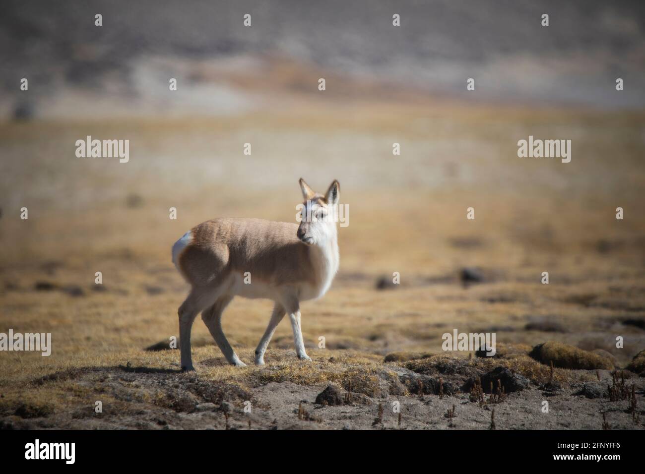 Procapra picticaudata hi-res stock photography and images - Alamy