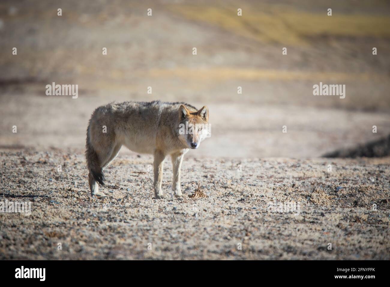 Tibetan Wolf, Canis lupus filchneri, Gurudonmar, Sikkim, India Stock Photo - Alamy