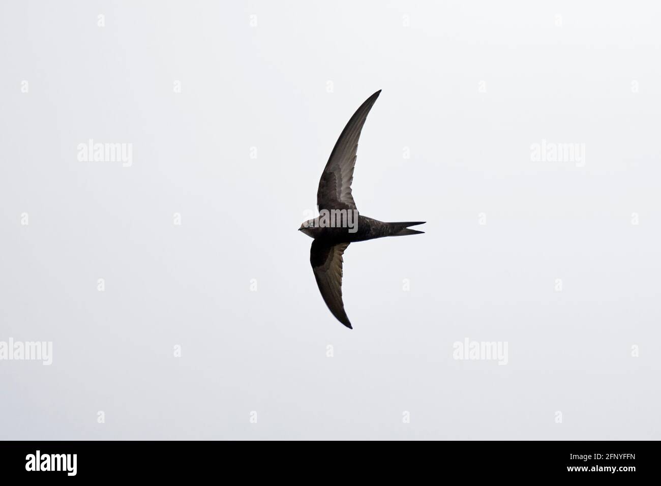 Swift in flight Radipole RSPB Reserve Dorset Stock Photo - Alamy