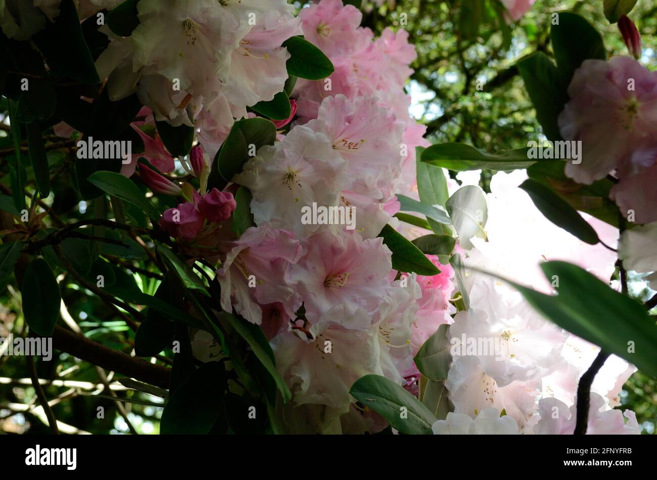 Rhododendron pink white flowers hi-res stock photography and images - Alamy