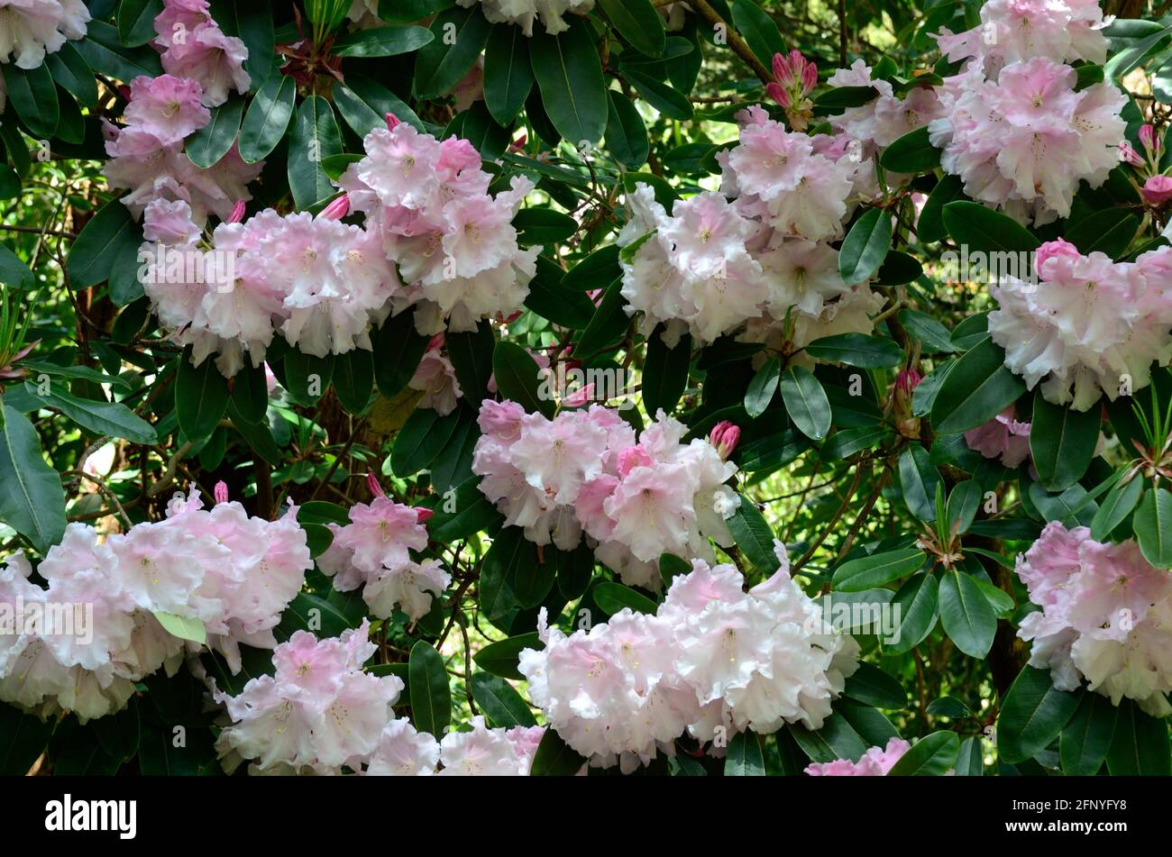 Pale pink and white large bloom rhododendron flowers Stock Photo - Alamy