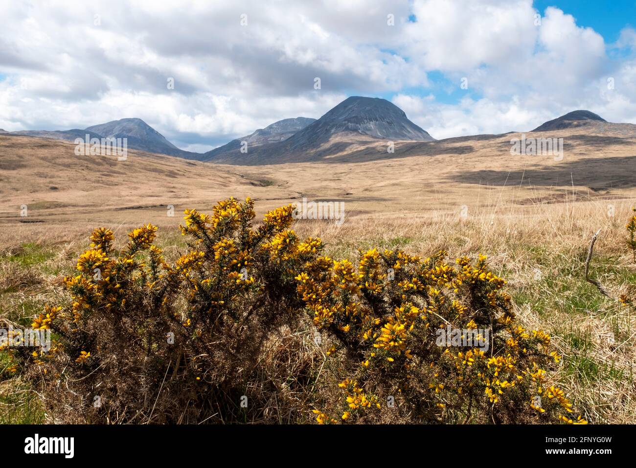 Common gorse (Ulex europaeus) in bloom with the Paps of Jura in the ...