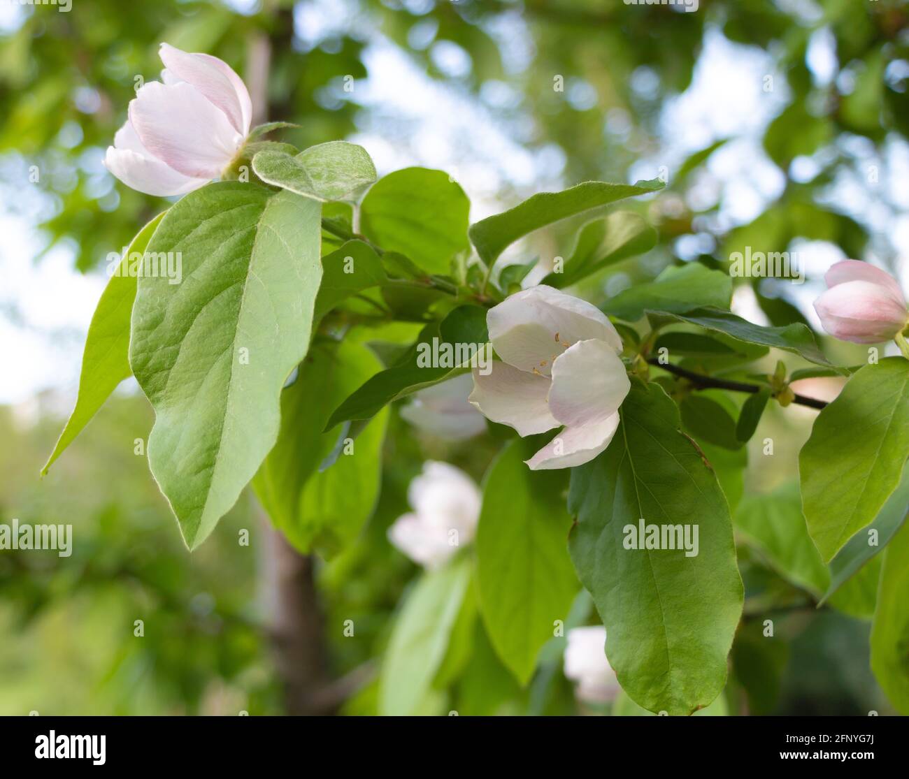 Quince tree in beautiful bloom with blue sky background Stock Photo - Alamy