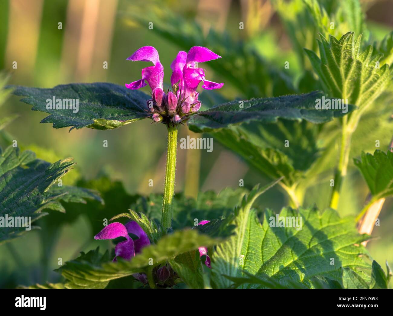 Bloom of a spotted dead nettle Stock Photo - Alamy