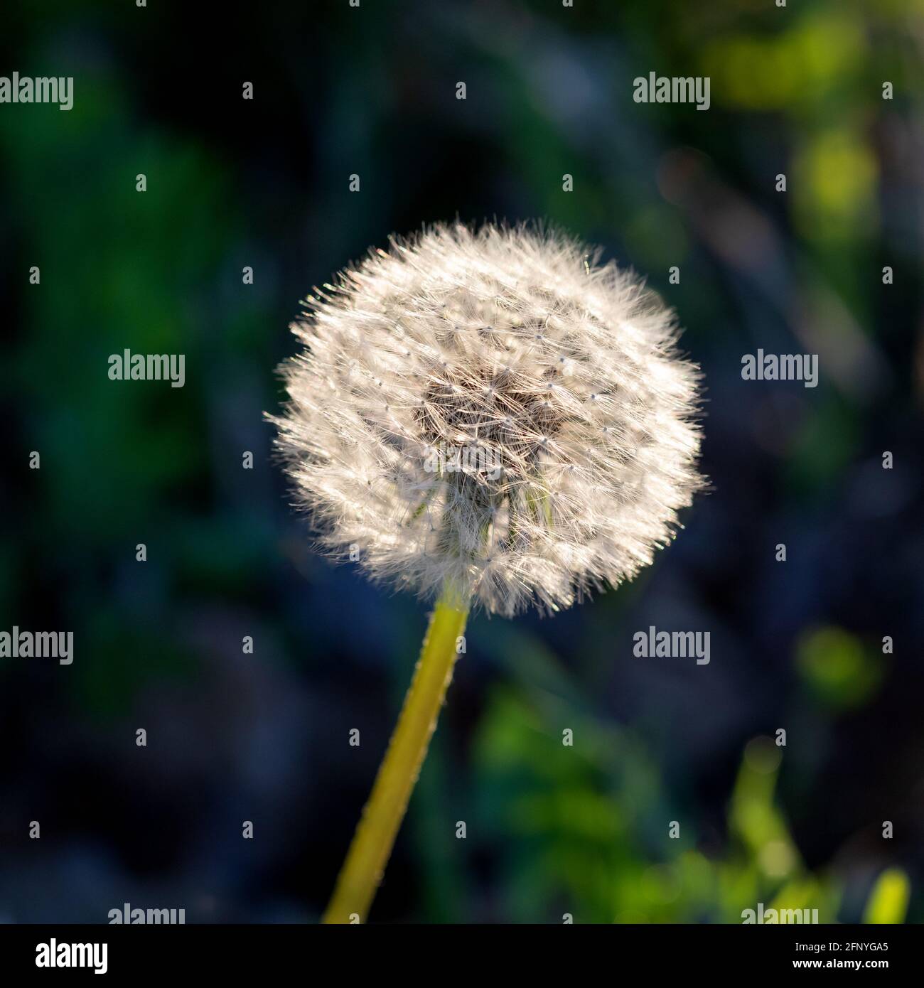 Common hawkbit, Dandelion, in backlight Stock Photo - Alamy