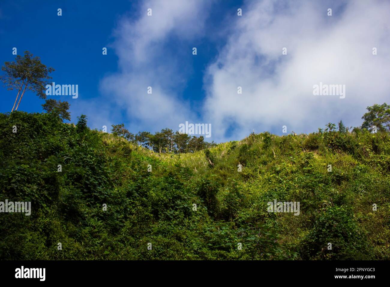 Jhum cultivationa at Sukhai Village, Nagaland, India Stock Photo - Alamy