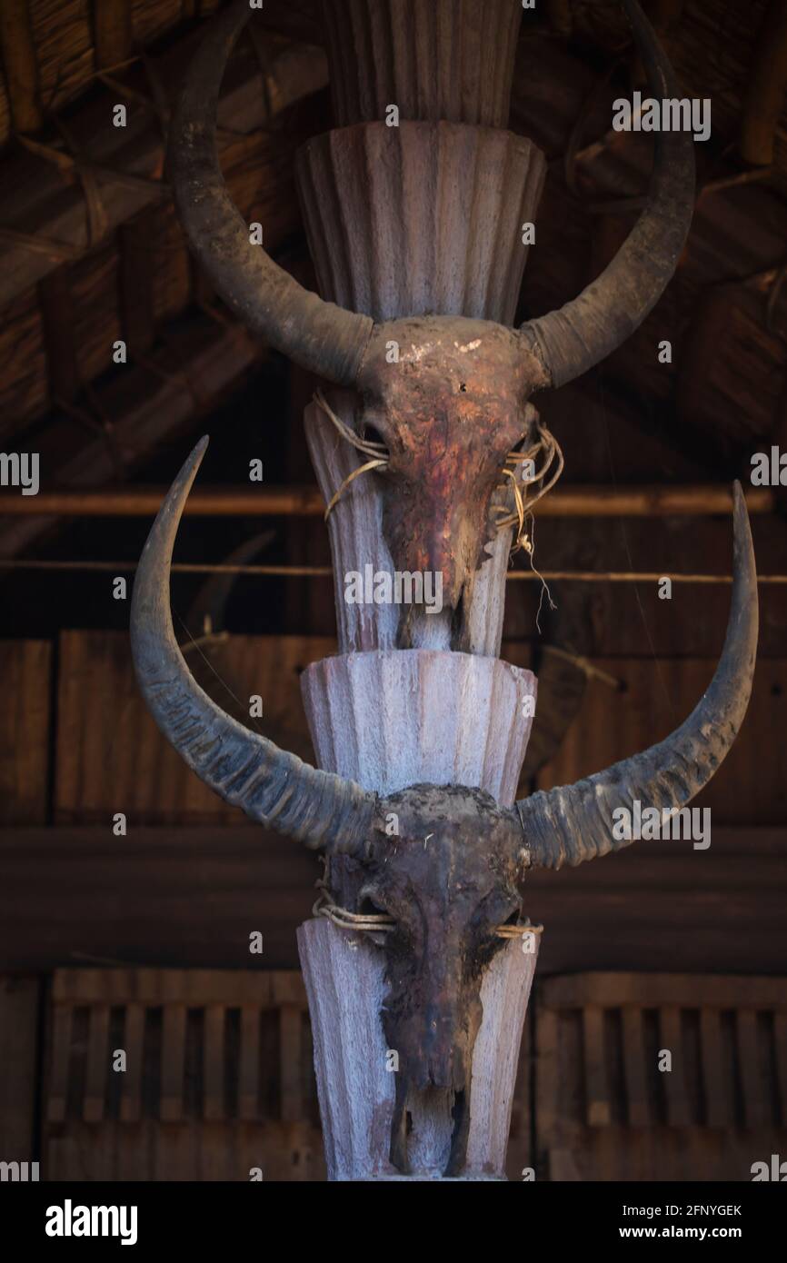 Mithun head hi-res stock photography and images - Alamy