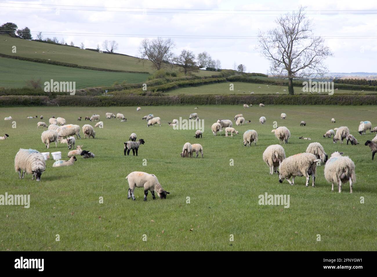 Field full of sheep hi-res stock photography and images - Alamy