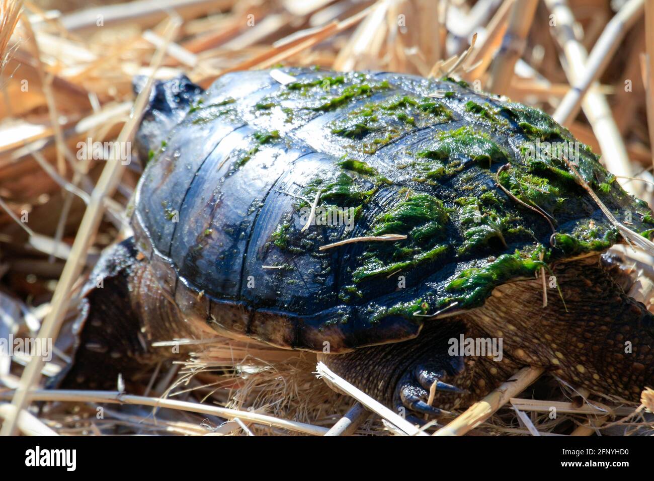 Closeup of Female Snapping Turtle (Chelydras serpentina) - Ontario ...
