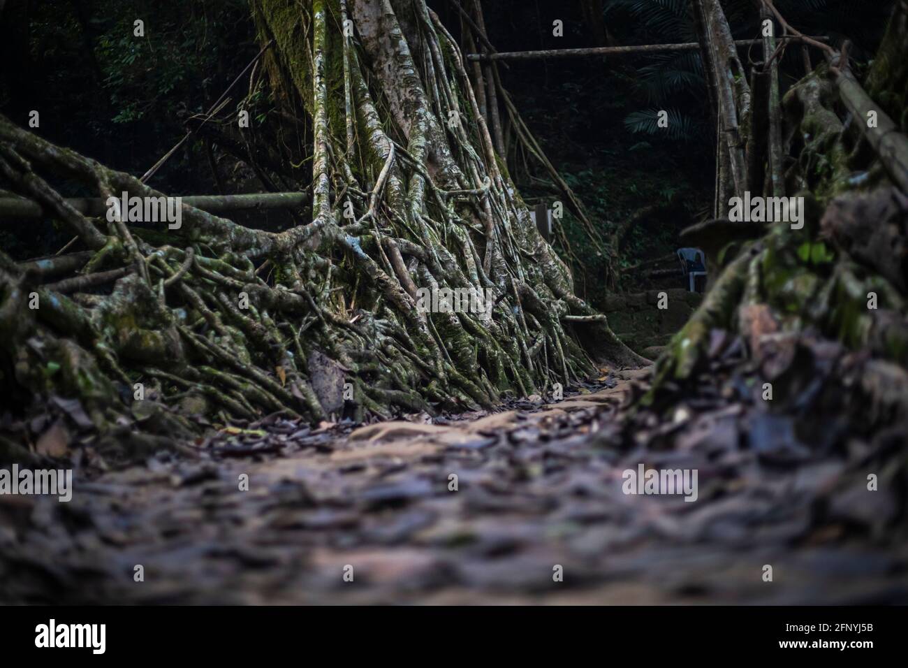 Root Bridge, Meghalaya, India Stock Photo - Alamy