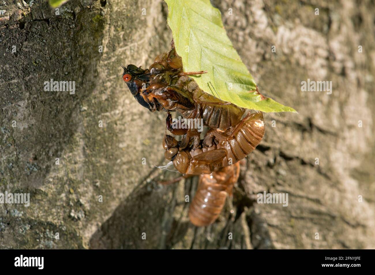 Collection of empty cicada exoskeletons, one with a red eyed cicada ...