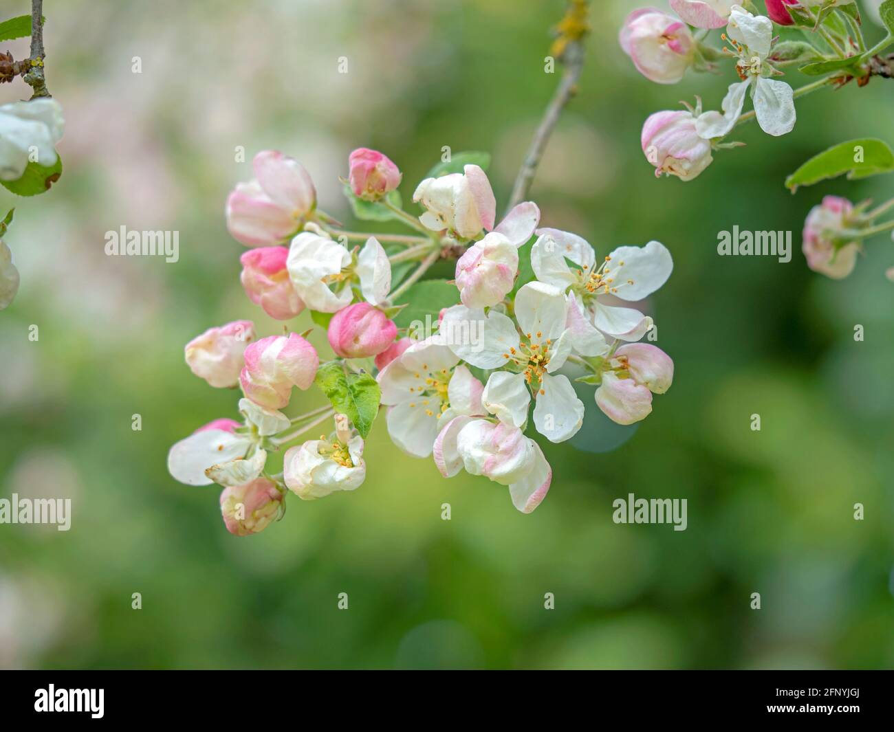 Crab apple blossom tree hi-res stock photography and images - Alamy