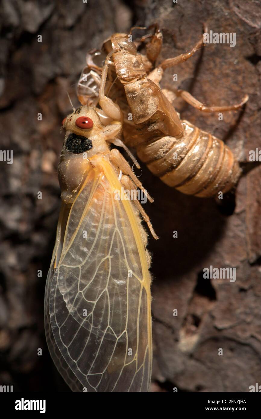 Fully emerged but still translucent 17 year cicada hanging on its ...
