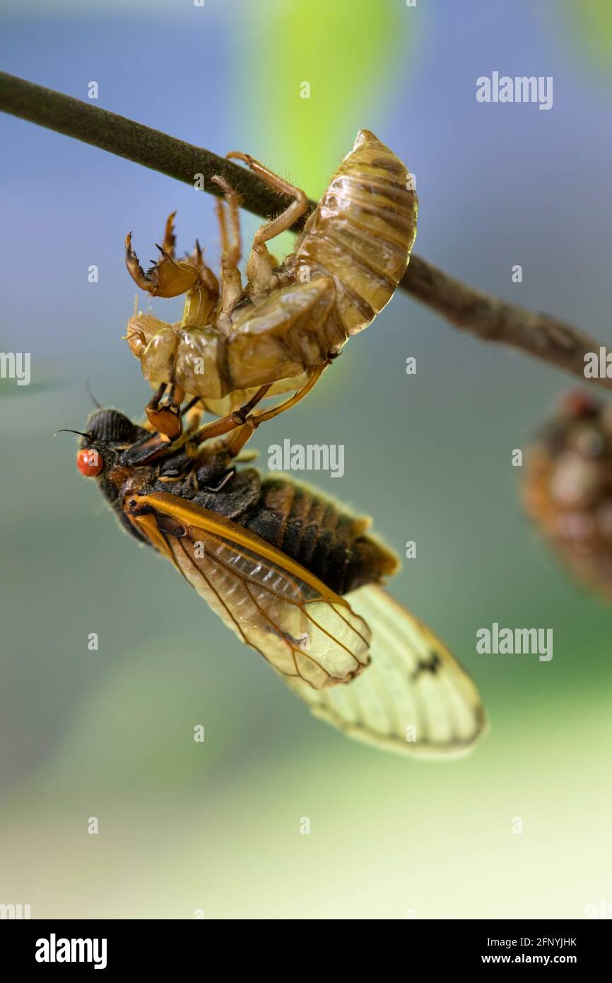 Red eyed periodical 17 year cicada fully emerged from its exoskeleton ...
