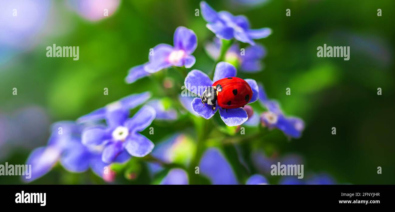 Red ladybug on purple flowers, beautiful insects in nature Stock Photo ...