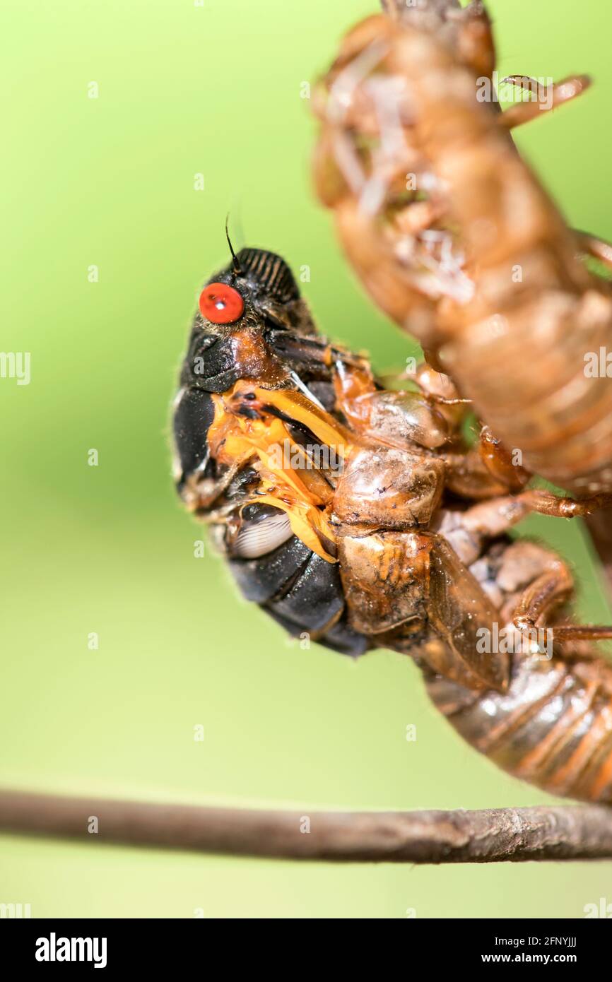 Red eyed periodical 17 year cicada emerging from its exoskeleton Stock ...