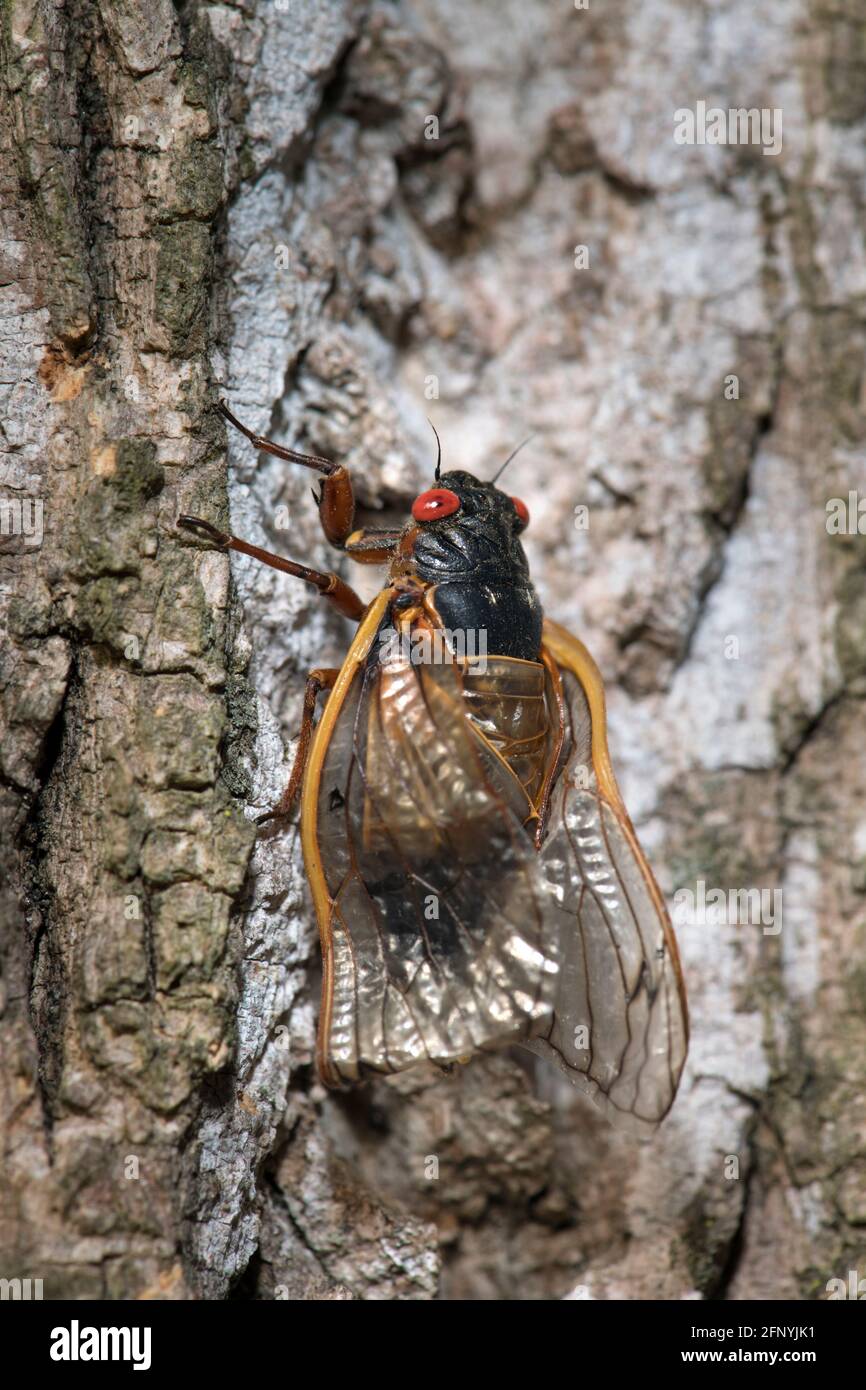 Red eyed 17 year Brood X cicada on a tree trunk, with wrinkled wings ...
