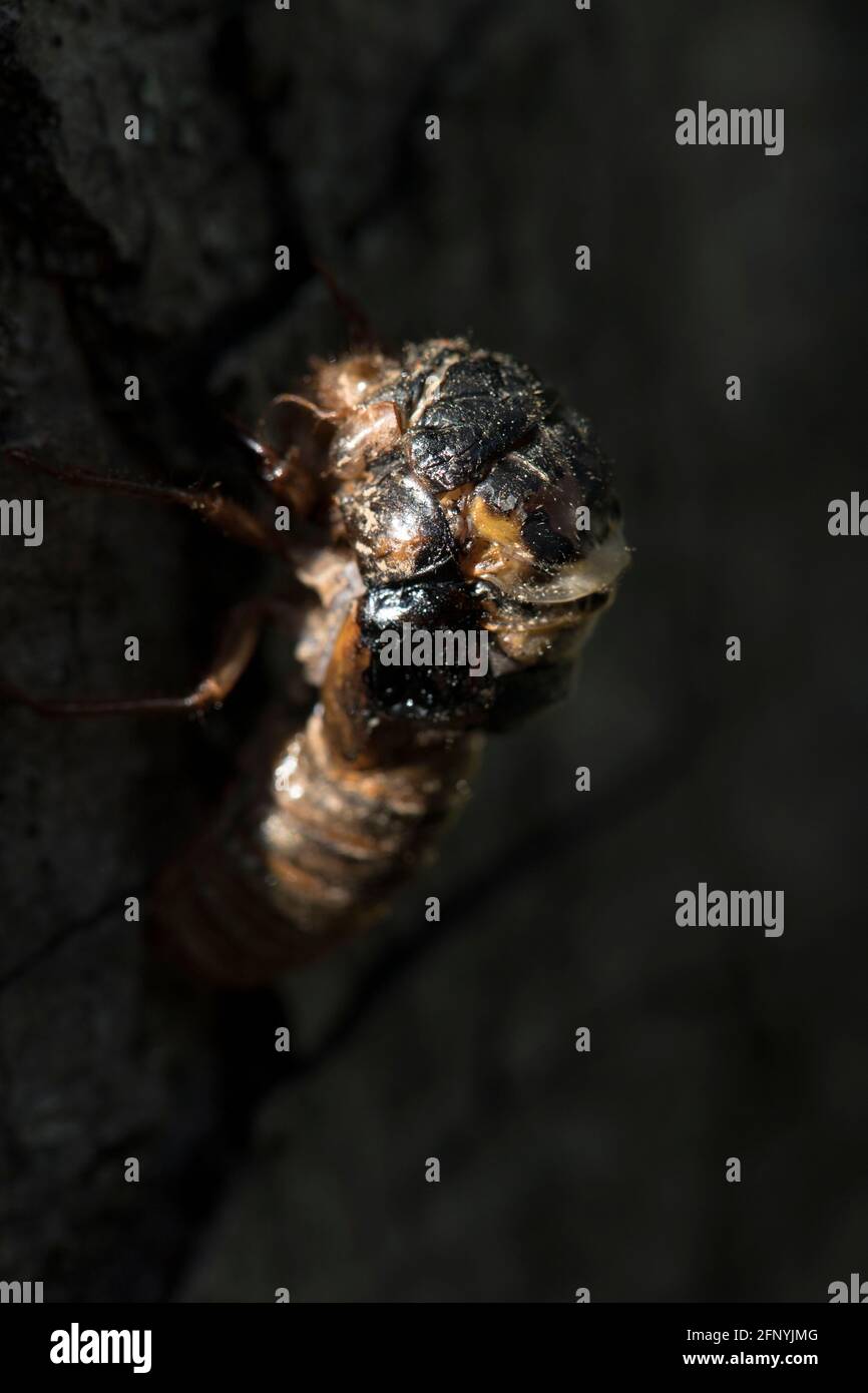 Brood X 17 year cicada that failed to emerge from its exoskeleton ...