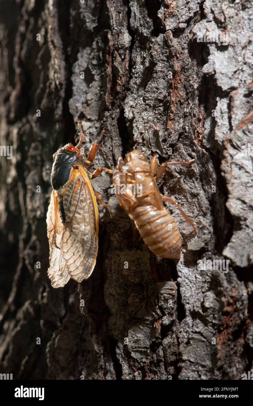 Red eyed 17 year cicada with wrinkled wings sitting on a tree trunk ...