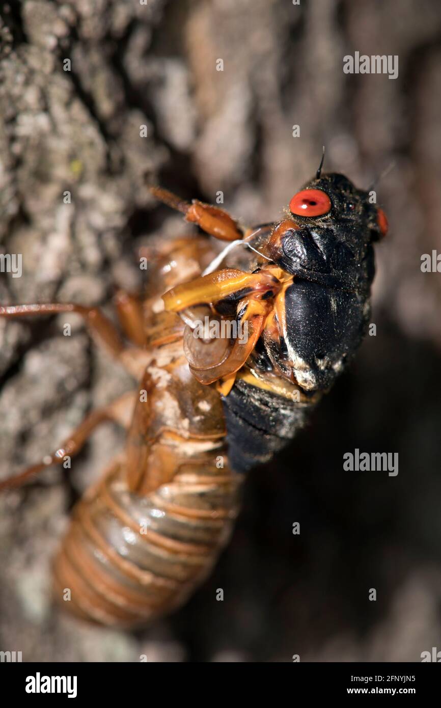 Red eyed periodical 17 year cicada emerging from its exoskeleton Stock ...