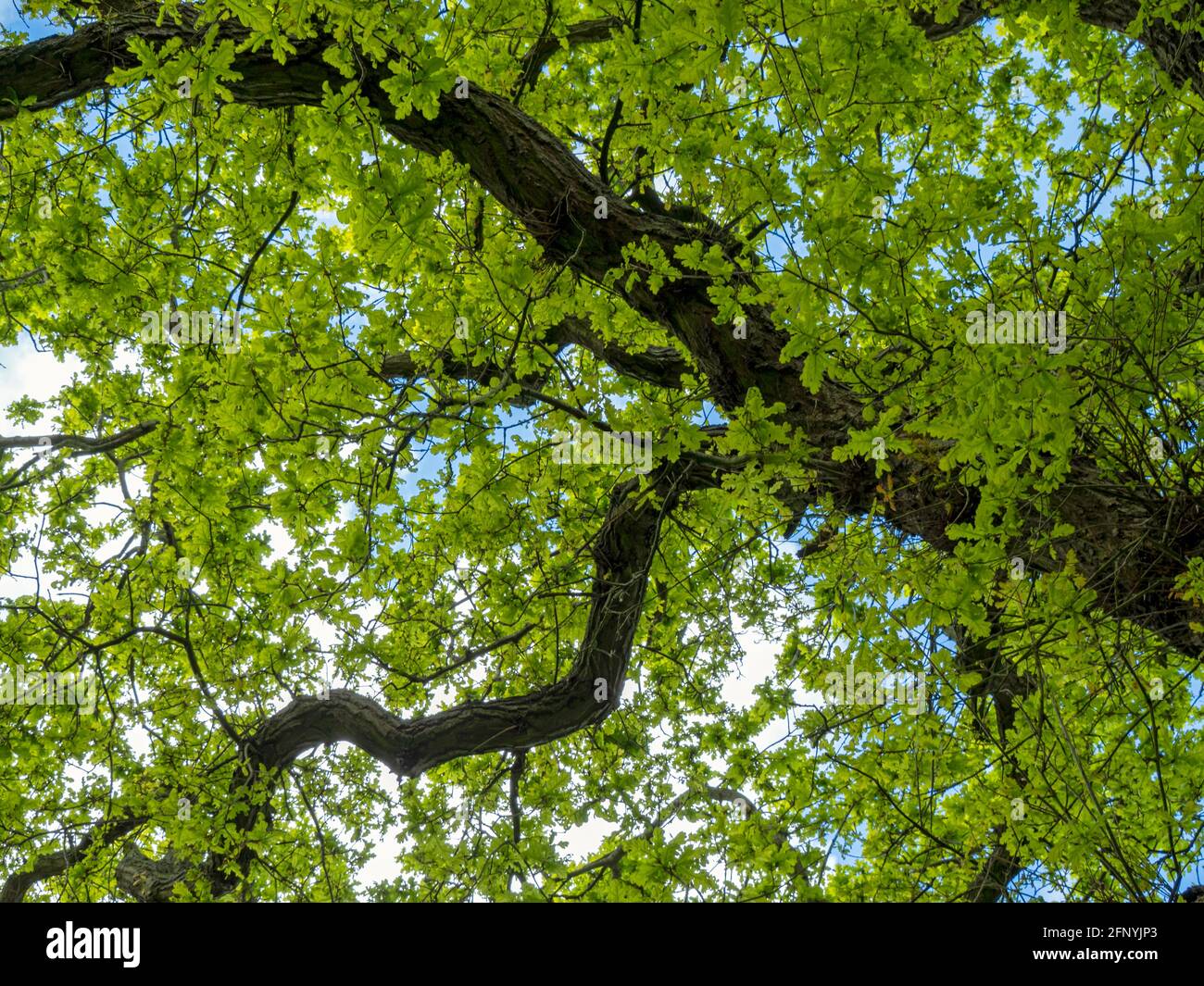 Canopy of green leaves hi-res stock photography and images - Alamy
