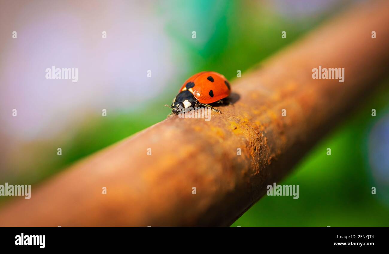 Ladybug on the backyard, nature insects background Stock Photo - Alamy