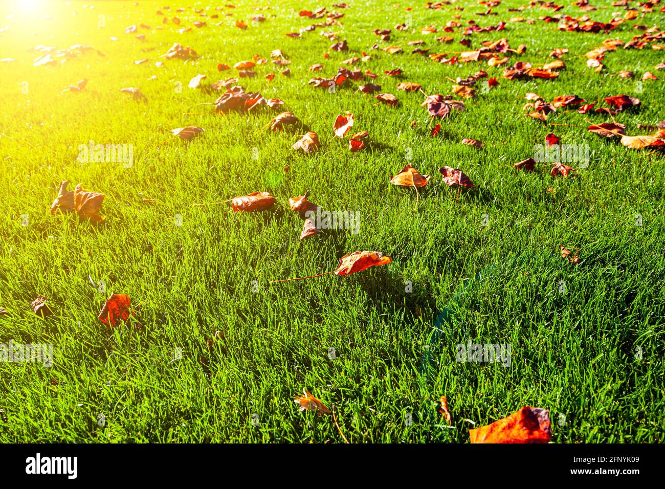 Green grass and fallen autumn leaves. Autumn in the park. Natural ...