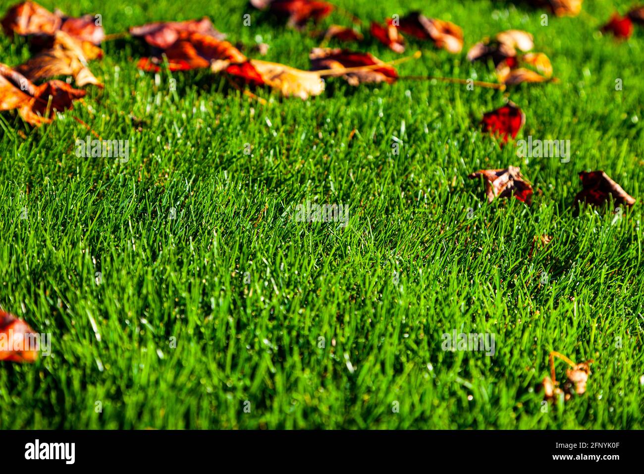 Green grass and fallen autumn leaves. Autumn in the park. Natural ...
