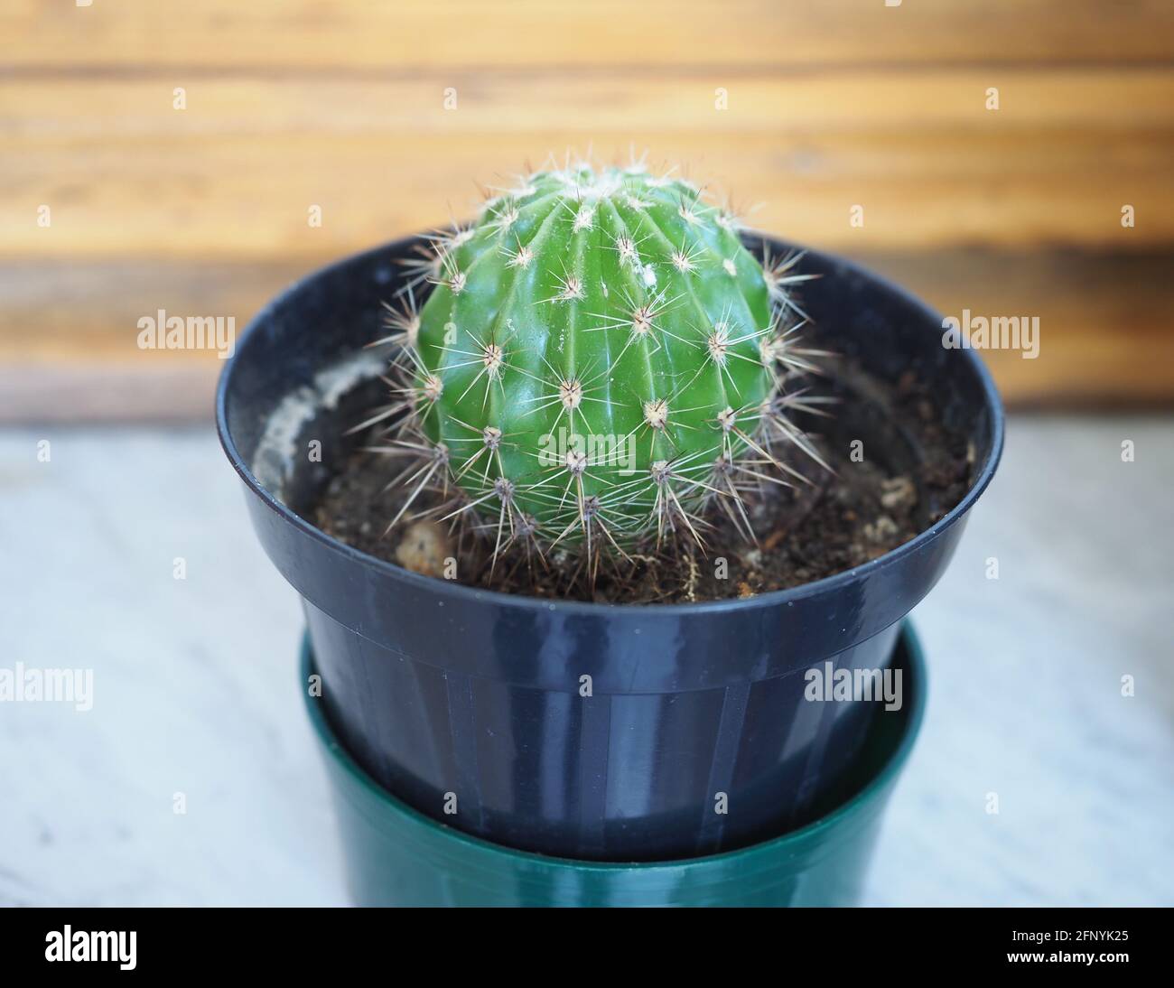 cactus (scientific classification Angiosperms Eudicots Caryophyllales ...