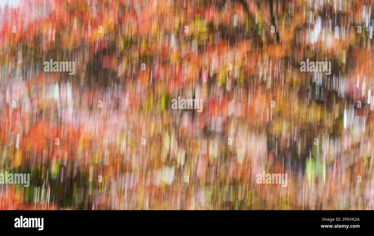 Red blur leaves background hi-res stock photography and images - Alamy