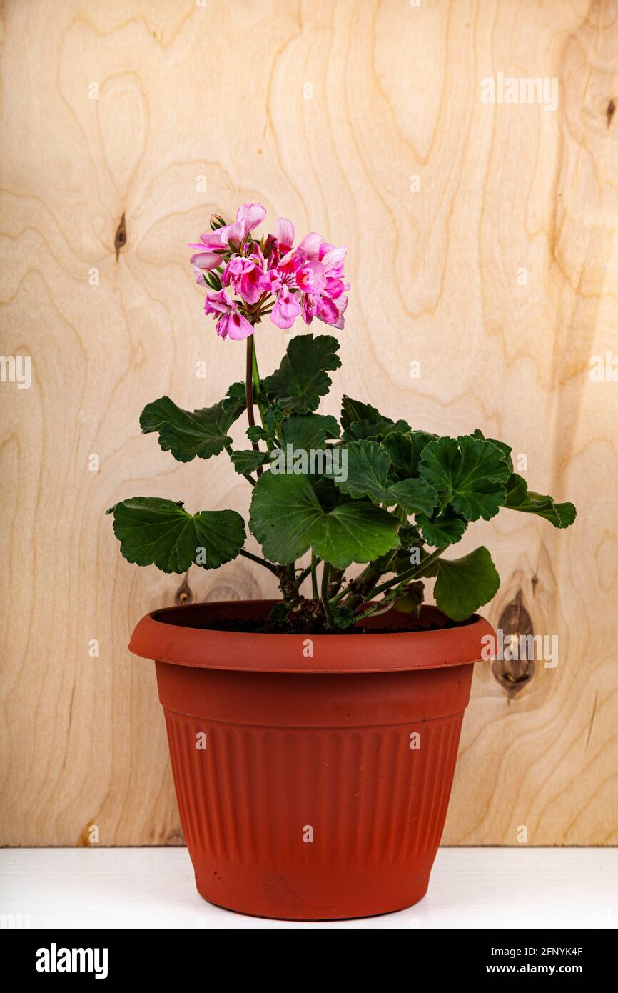 Geraniums in pots hi-res stock photography and images - Alamy