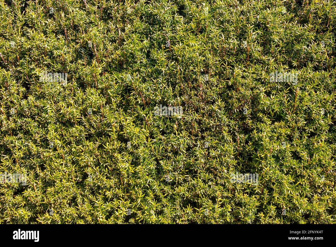 green hedge, close up view, texture background Stock Photo - Alamy