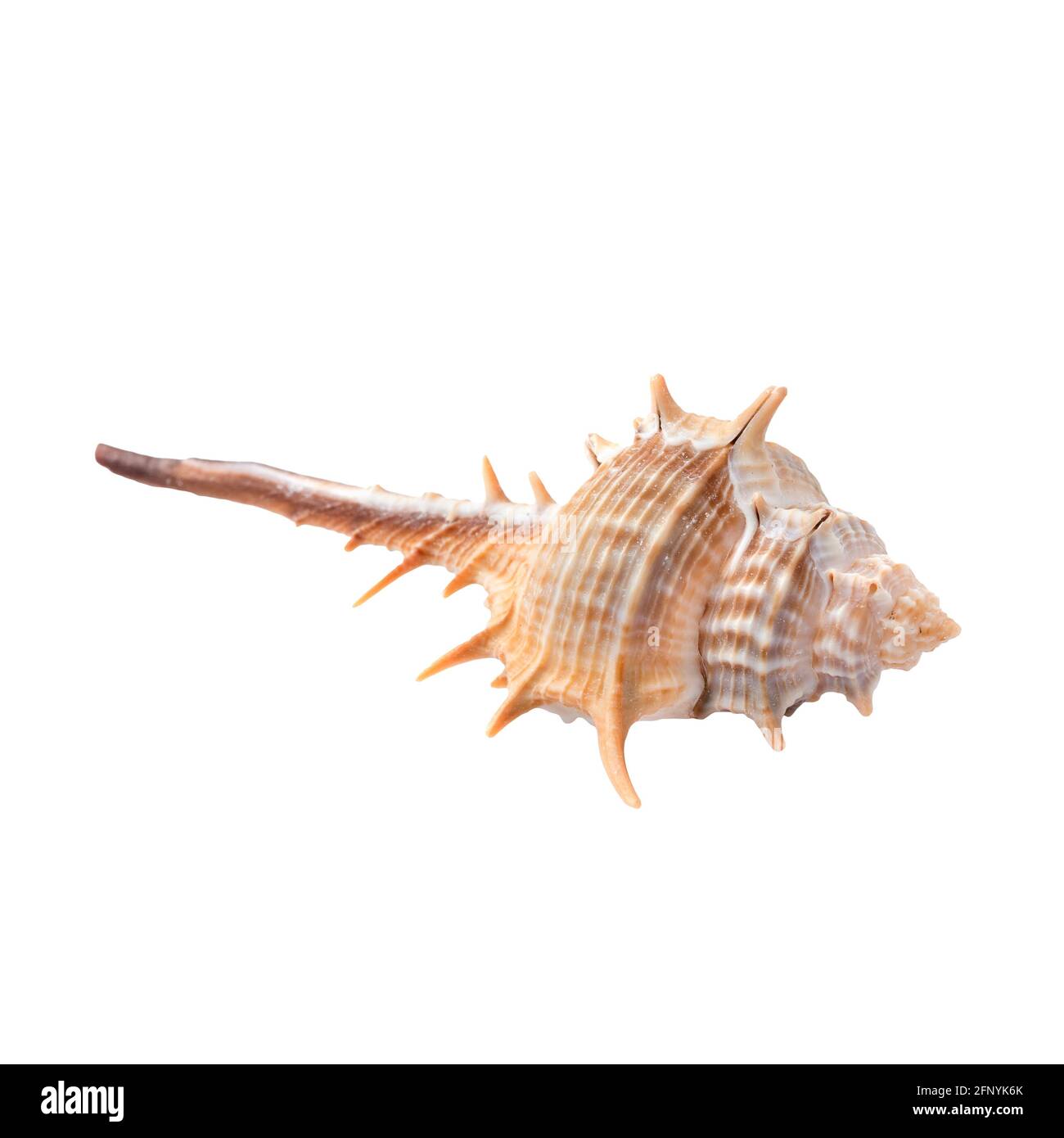 Isolated sea shell on white Stock Photo - Alamy