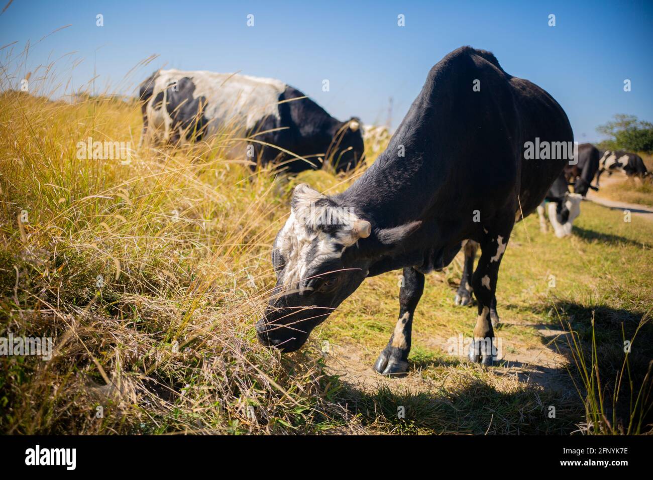 Lusaka, Chongwe farms, Zambia, 18th may 2021, African cows grazing ...