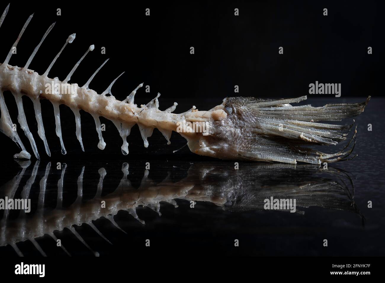 Paula cook hi-res stock photography and images - Alamy