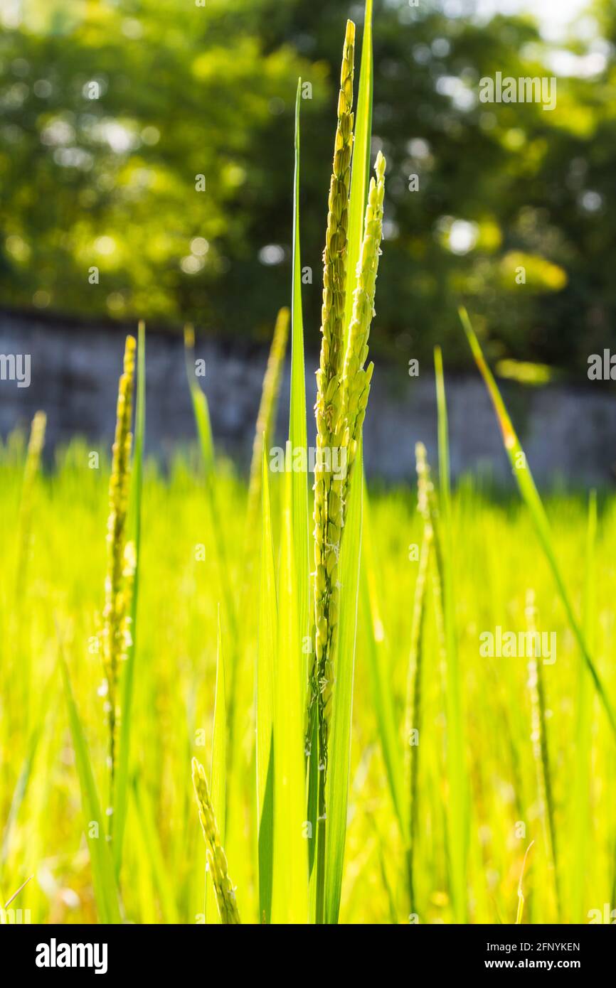 Rice field and sunlight in the morning Stock Photo - Alamy