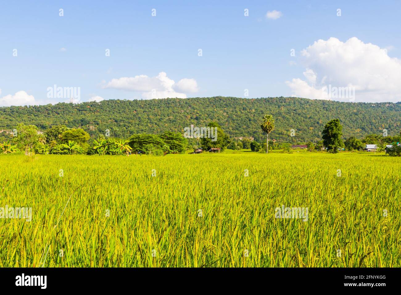 Paddy field of yellow rice harvest season Stock Photo - Alamy