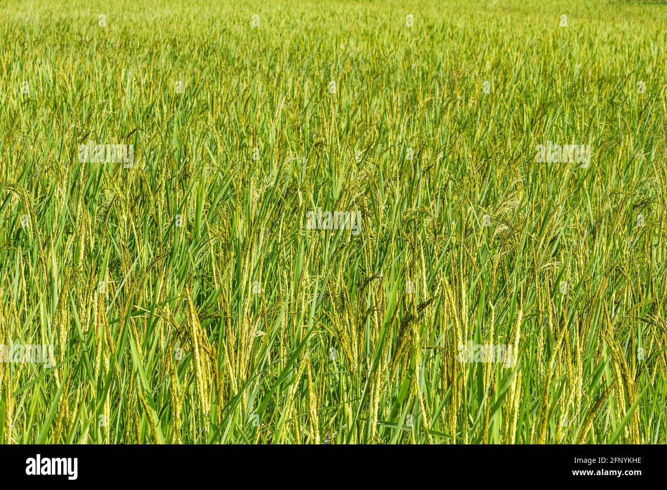 beautiful of rice fields background Stock Photo - Alamy